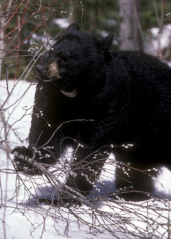 Vegetation - the Dietary Mainstay - Bear Necessities - NABCBear ...
