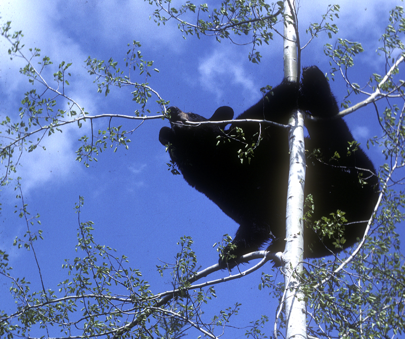 Learning Which Stem to Pull Down - Bear Necessities - NABCBear ...