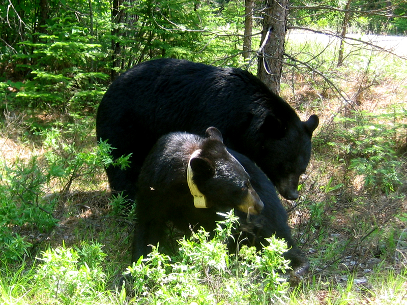 Courtship and Mating - Bear Necessities - NABCBear Necessities – NABC