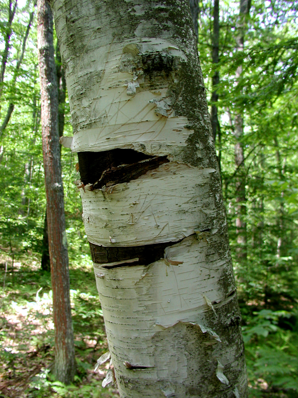 Marking Trees and Poles - Bear Necessities - NABCBear Necessities – NABC