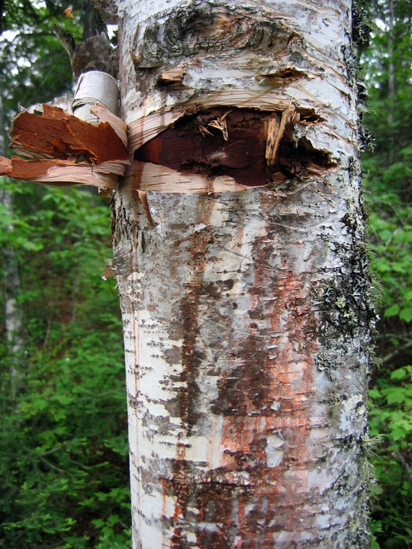 Marking Trees and Poles - Bear Necessities - NABCBear Necessities – NABC