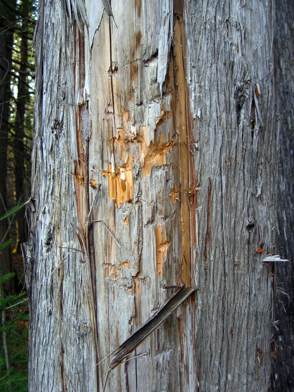 Marking Trees and Poles - Bear Necessities - NABCBear Necessities – NABC