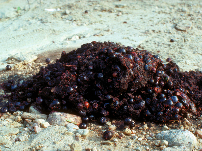 Scat / Droppings - Bear Necessities - NABCBear Necessities – NABC