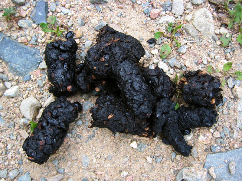 Scat / Droppings - Bear Necessities - NABCBear Necessities – NABC