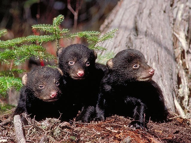 The Cubs Develop - Bear Necessities - NABCBear Necessities – NABC