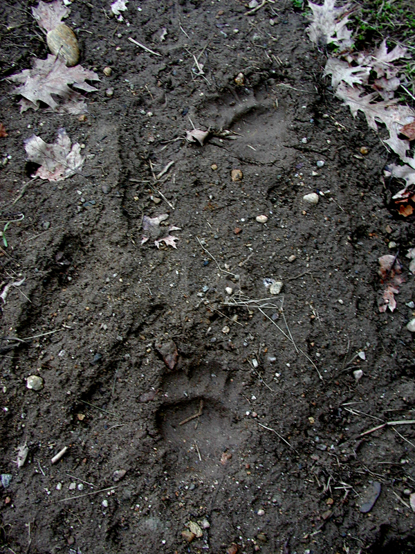 Bear Tracks and Trails - Bear Necessities - NABCBear Necessities – NABC