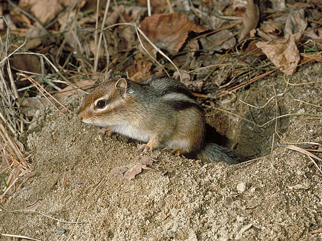 How Do Chipmunk and Black Bear Hibernation Differ? - Bear Necessities ...