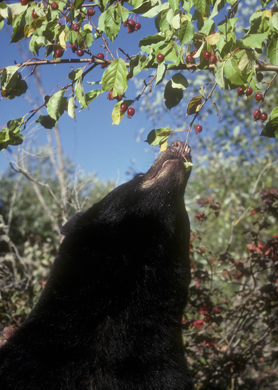 Food and Habitat - Bear Necessities - NABCBear Necessities – NABC