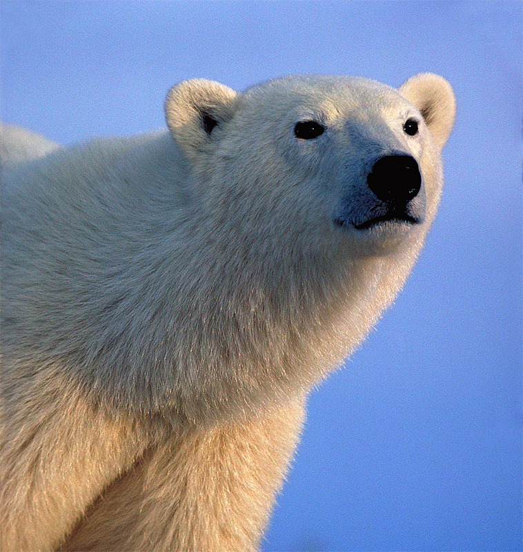 Myth: Polar Bears Are Solar - Bear Necessities - NABCBear Necessities ...