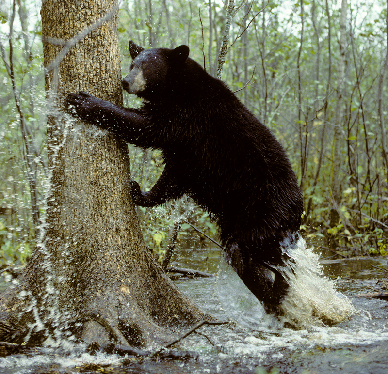 How Do Black Bears Respond to Wind? - Bear Necessities - NABCBear ...