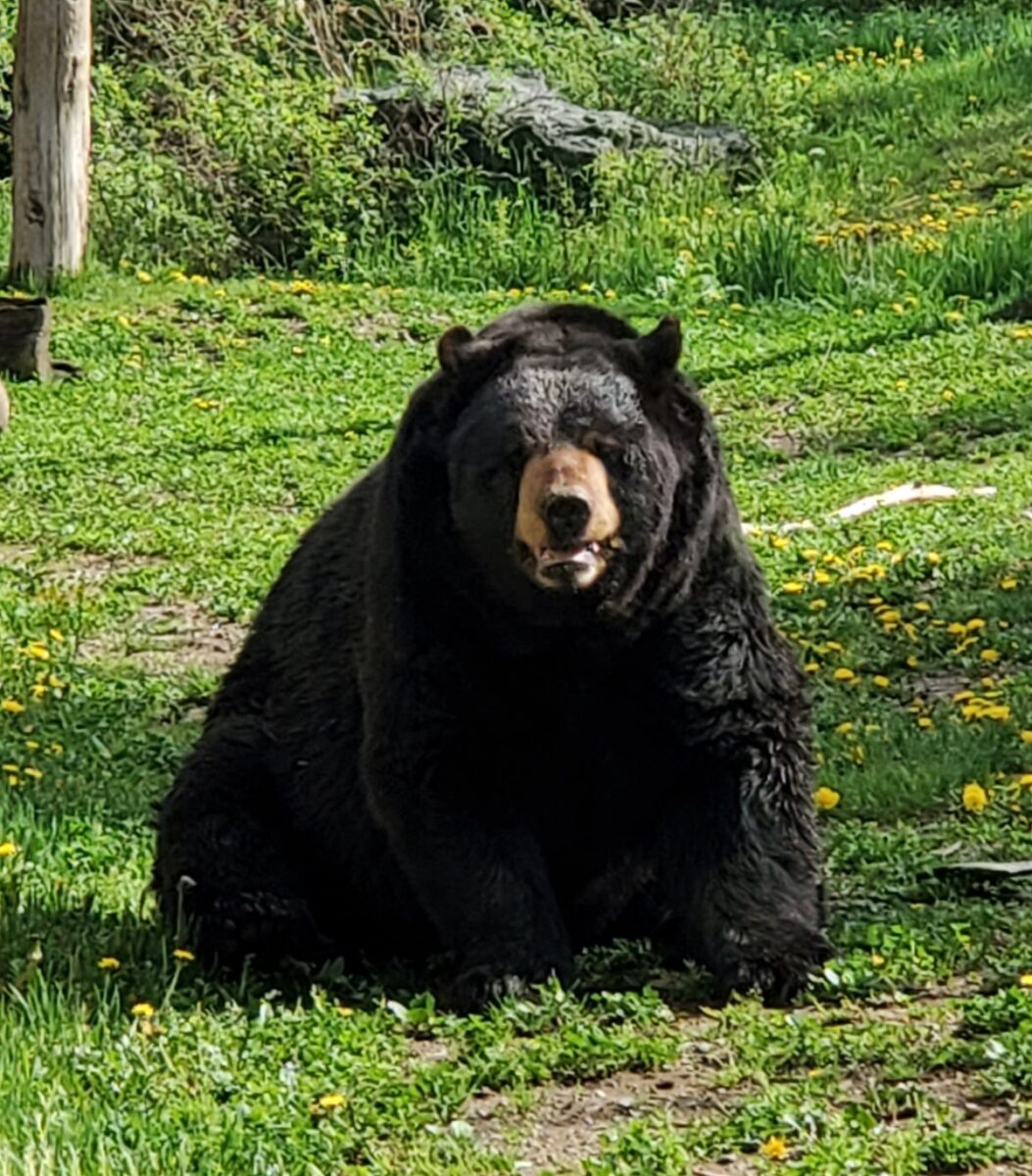 Bear News – May 23, 2021 - Bear Necessities - NABCBear Necessities – NABC