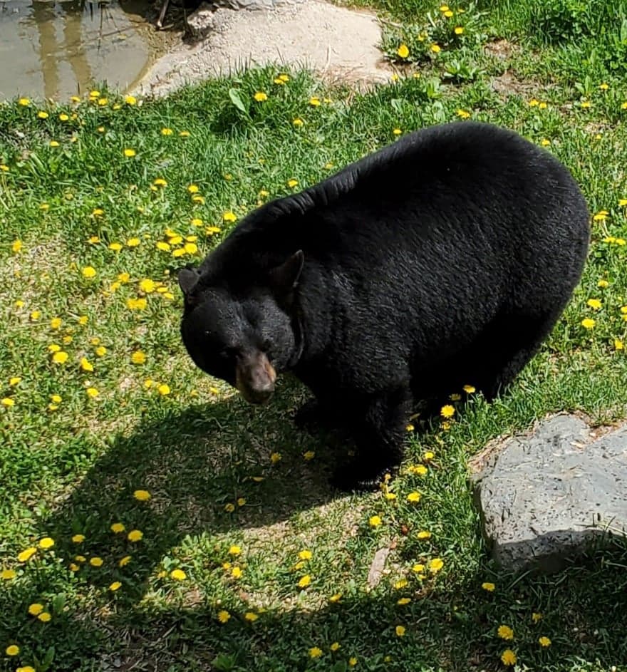 Bear News – May 30, 2021 - Bear Necessities - NABCBear Necessities – NABC